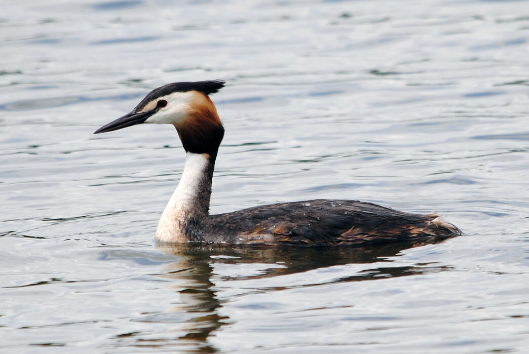 Grebes | The Wildlife Trust for Lancashire, Manchester and North Merseyside