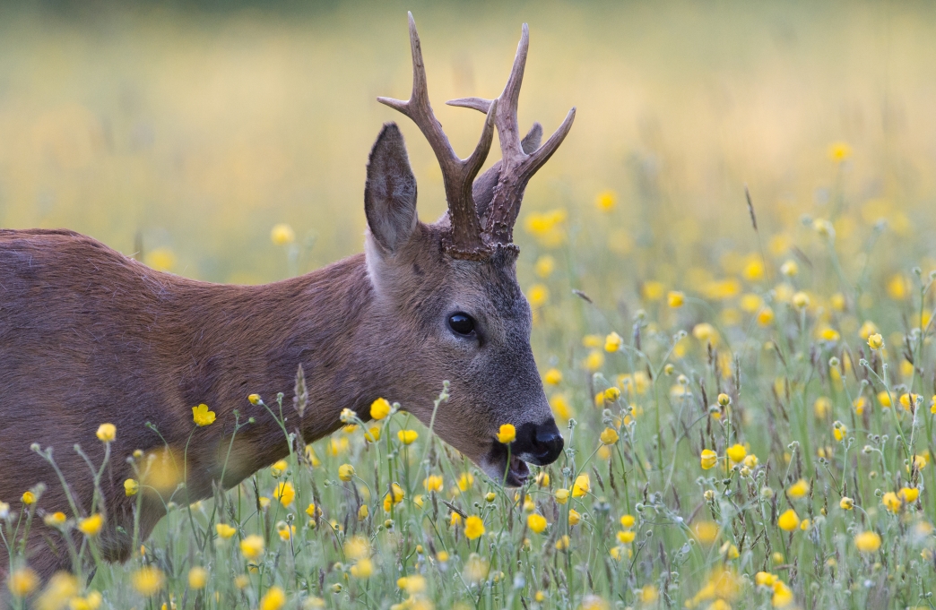 Roe Deer | The Wildlife Trust for Lancashire, Manchester and North ...