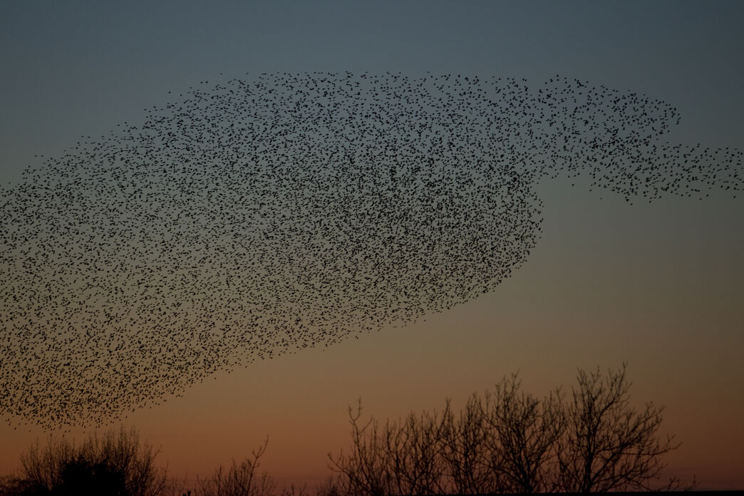 What is a starling murmuration and why do they form? | The Wildlife ...