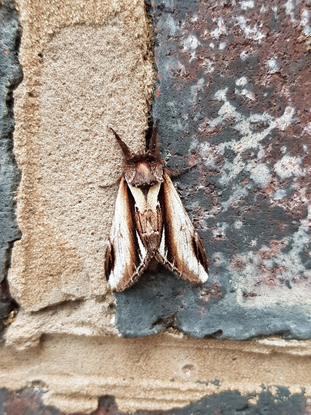 Moth trapping for beginners | The Wildlife Trust for Lancashire ...