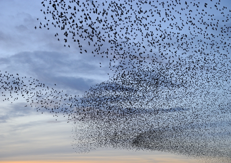 What is a starling murmuration and why do they form? | The Wildlife ...