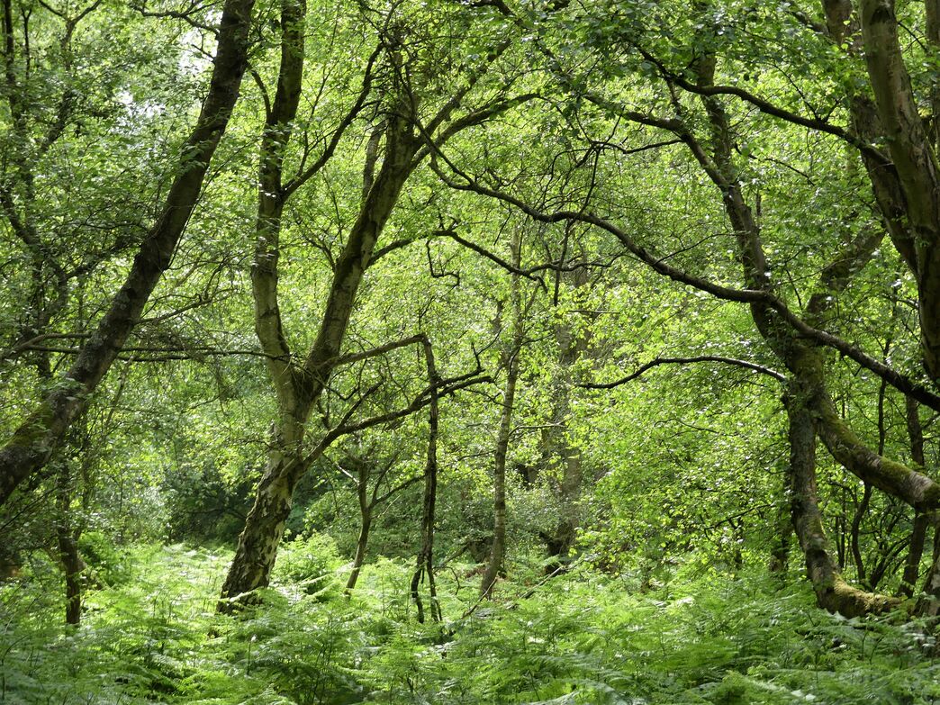 Peace in wild places | The Wildlife Trust for Lancashire Manchester and ...