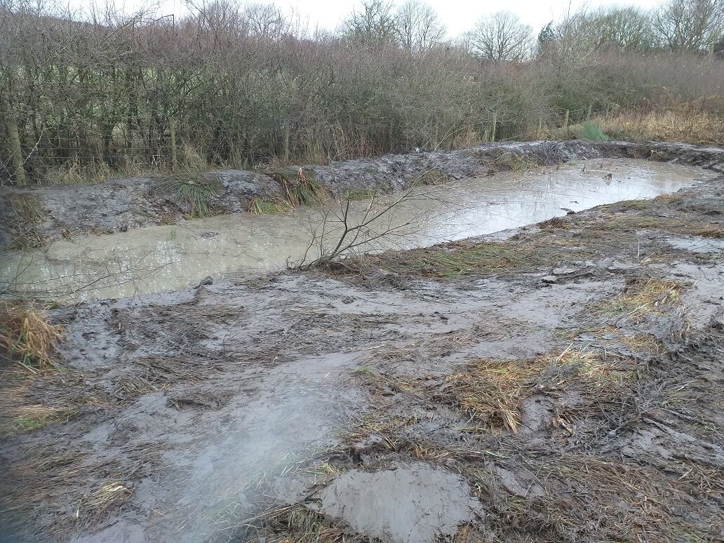Newt beginning for nature reserve | The Wildlife Trust for Lancashire ...