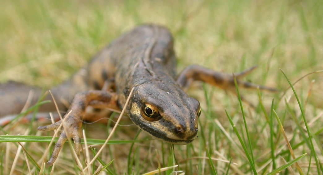 Know your newt! | The Wildlife Trust for Lancashire Manchester and ...