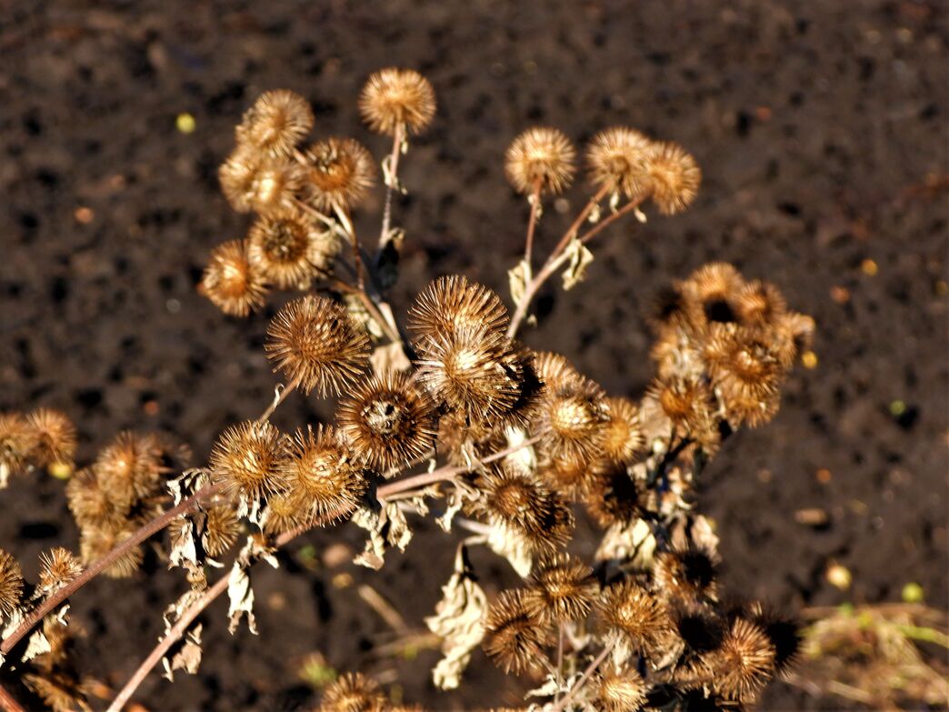 All about the Sticky Bob Bird | The Wildlife Trust for Lancashire ...