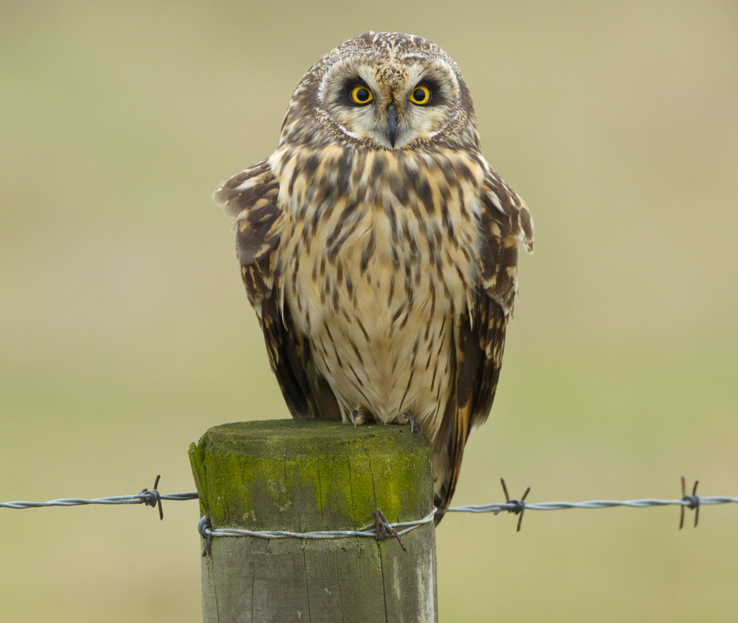 Winter Migration Guide – Migratory birds to spot this winter | The ...