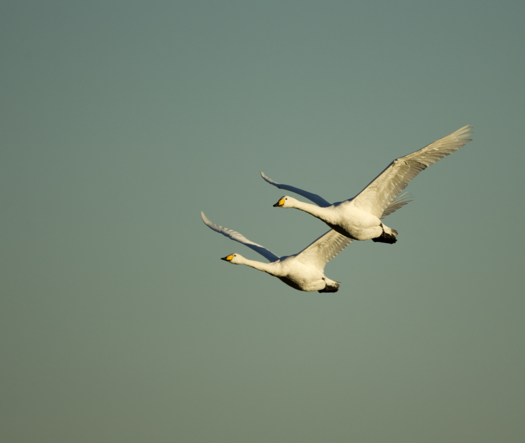 Winter Migration Guide – Migratory birds to spot this winter | The ...