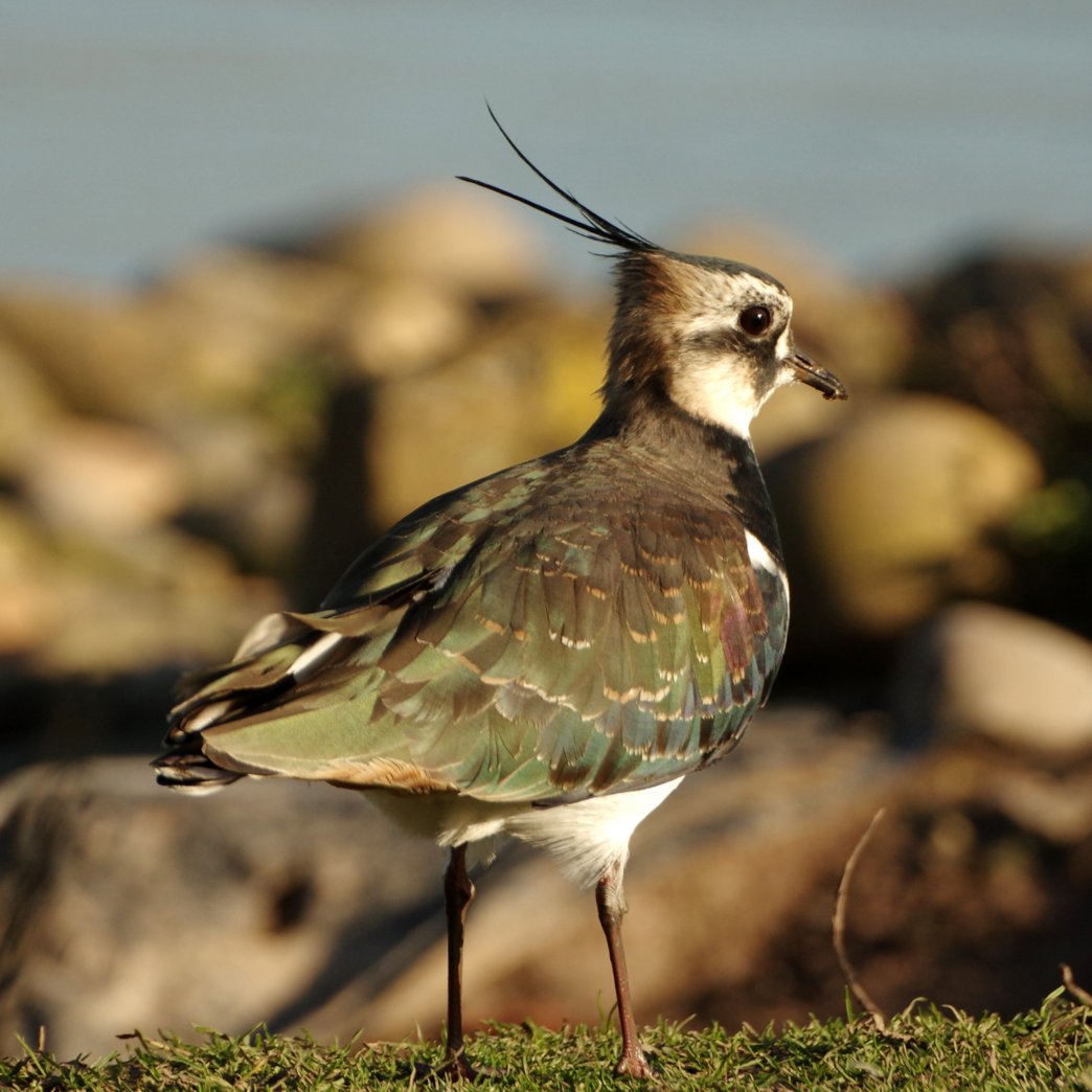 Winter Migration Guide – Migratory birds to spot this winter | The ...