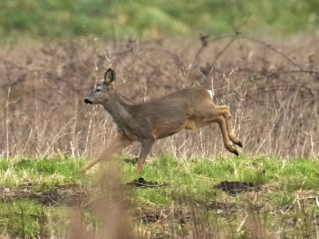 Latest wildlife sightings - February 2024 | The Wildlife Trust for ...