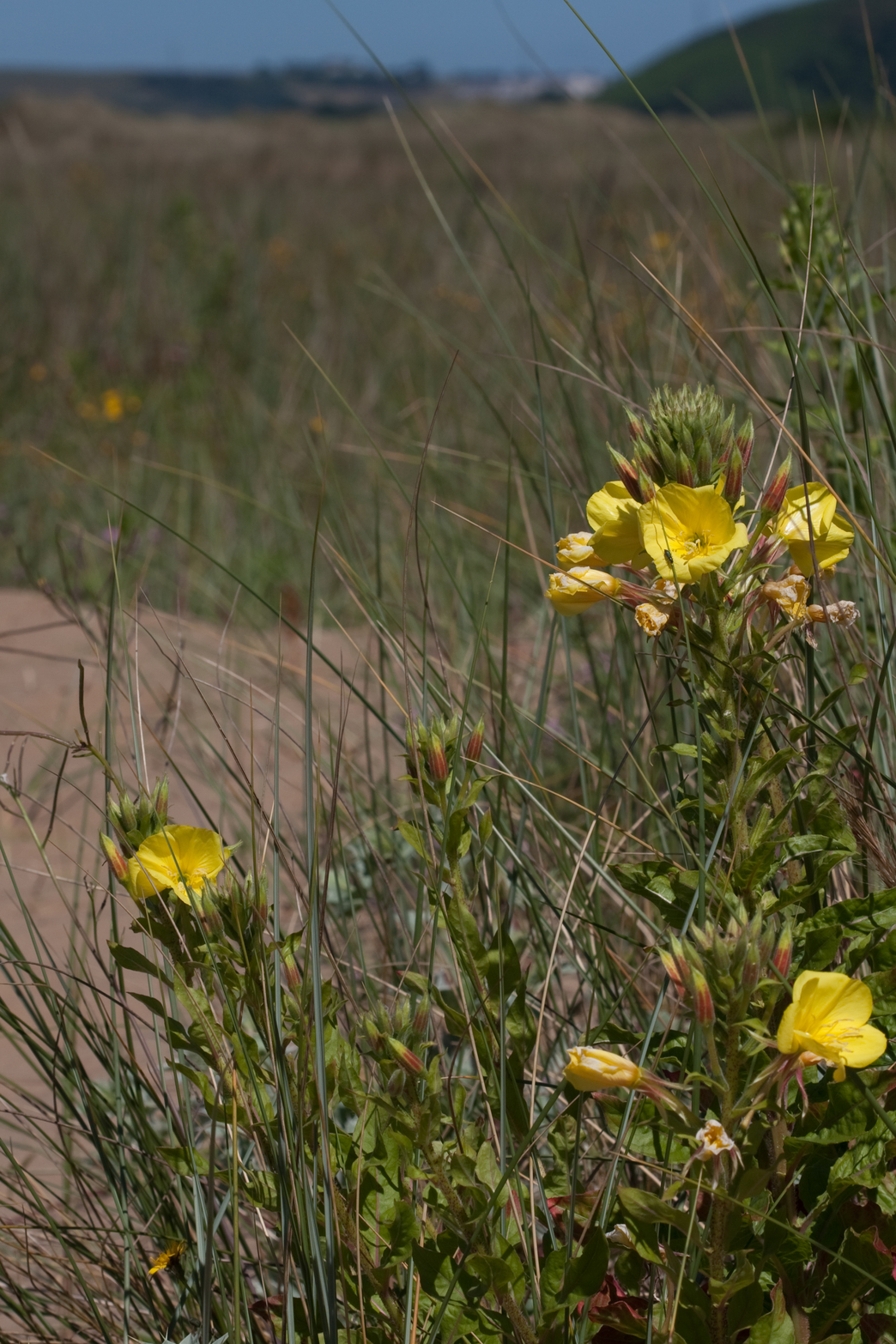 Blast from the past: Sefton's sand dunes in bloom | The Wildlife Trust ...