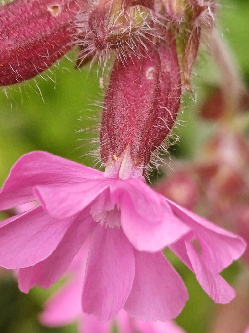 Species spotlight: red campion, a pollinator-friendly garden favourite ...