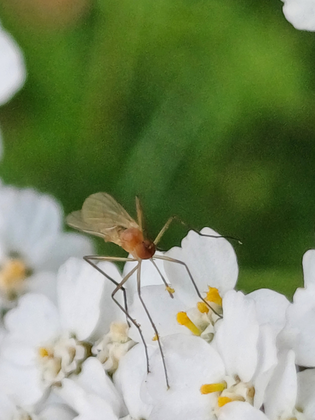 Species spotlight: Yarrow, a wildflower with many talents | The ...