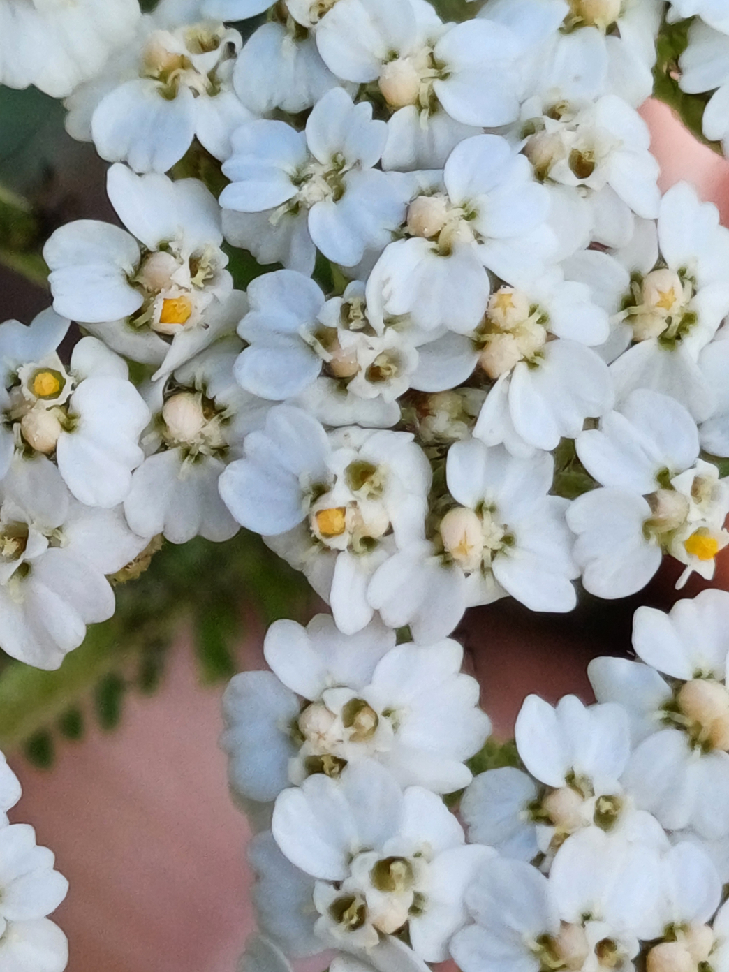 Species spotlight: Yarrow, a wildflower with many talents | The ...