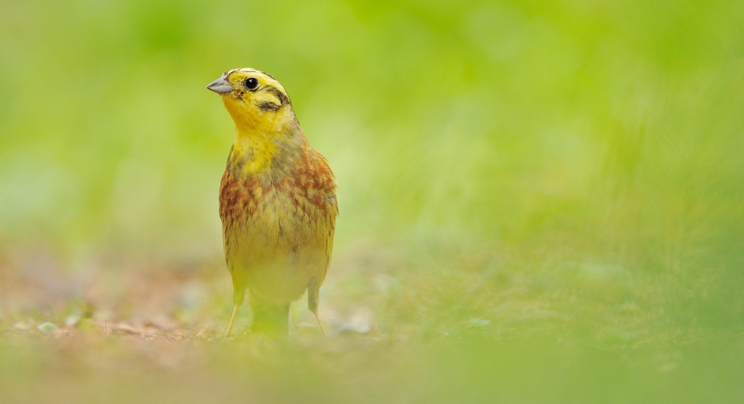 Look out for ground-nesting birds | The Wildlife Trust for Lancashire ...