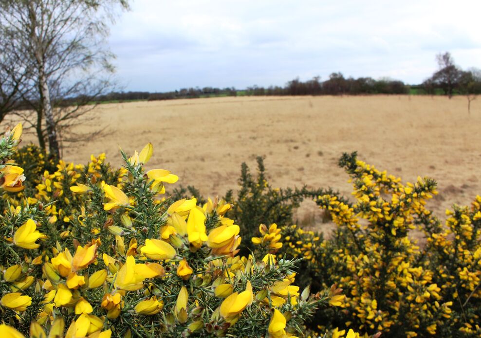 Chat Moss Project | The Wildlife Trust for Lancashire Manchester and ...