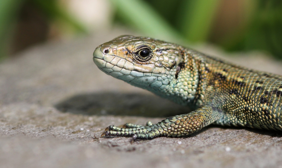 Chat Moss Project | The Wildlife Trust for Lancashire Manchester and ...