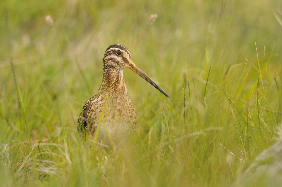 Look out for ground-nesting birds | The Wildlife Trust for Lancashire ...