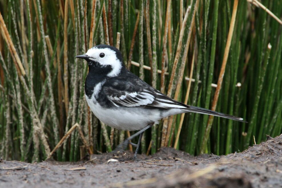 Wagtails | The Wildlife Trust for Lancashire, Manchester and North ...