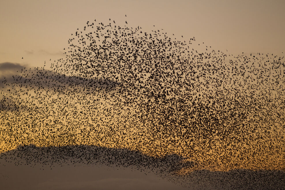 Starling Bird Flock