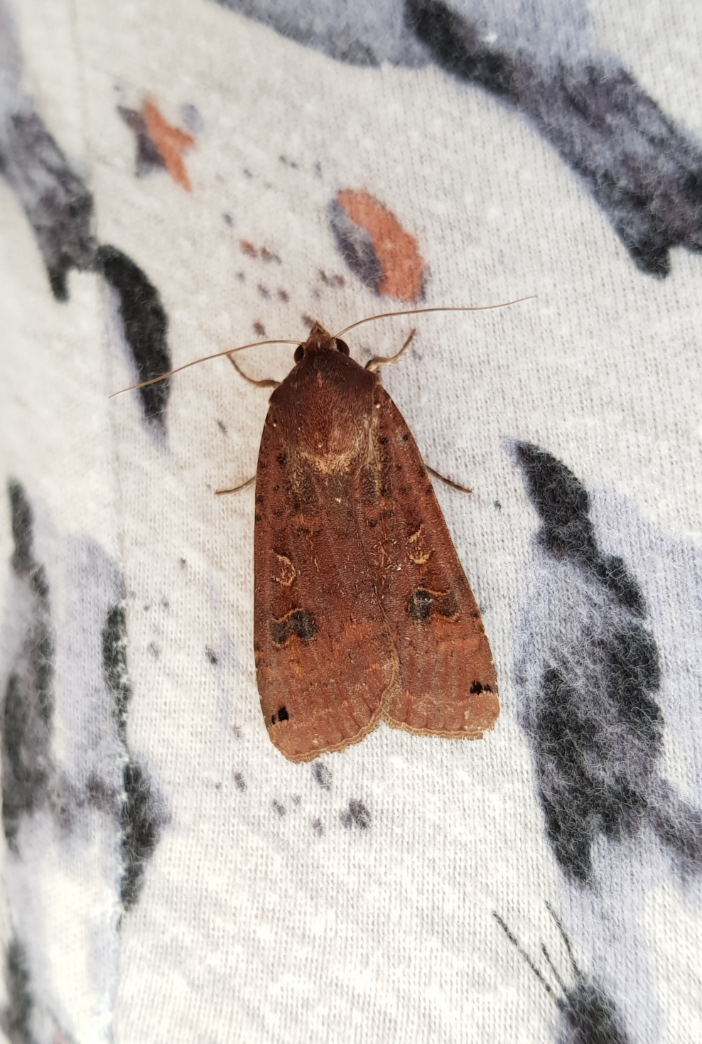 Moth trapping for beginners | The Wildlife Trust for Lancashire ...