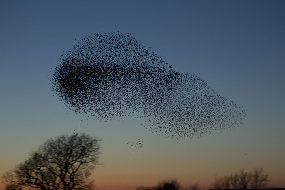What is a starling murmuration and why do they form? | The Wildlife ...