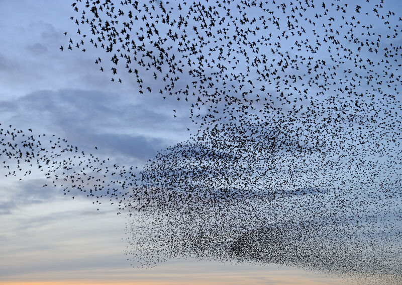 Starling Bird Flock