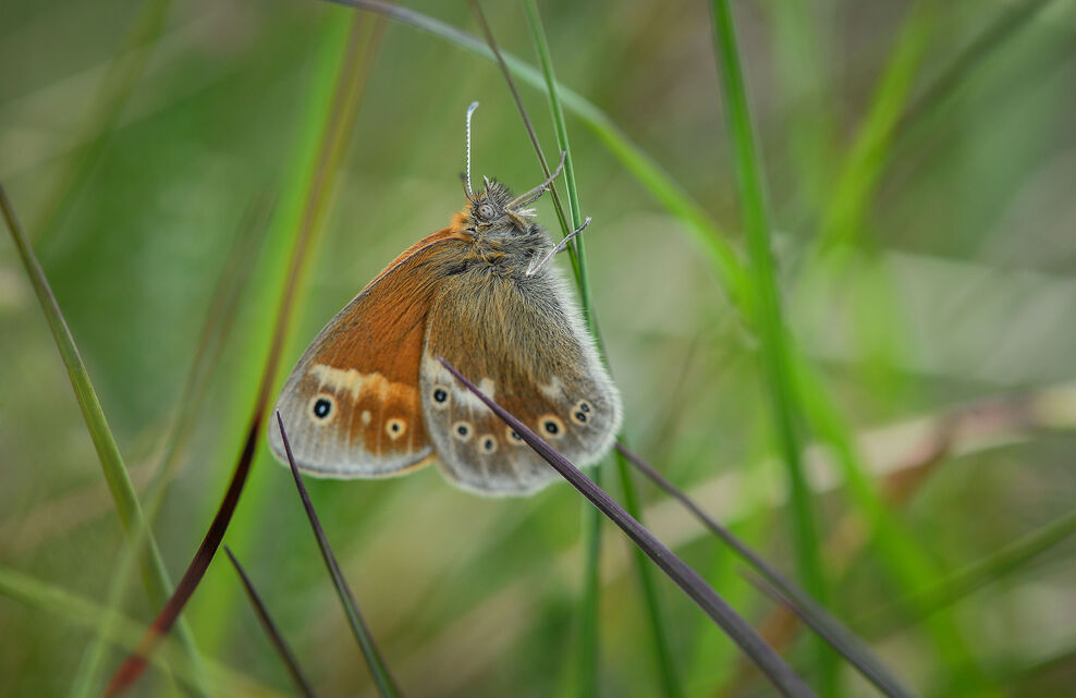 Chasing rainbows: Top butterfly species to see in our region | The ...