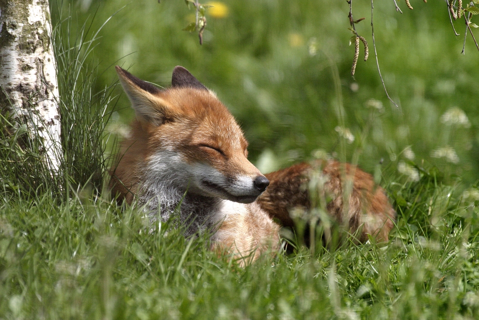 Remembering 50 years of local nature conservation | The Wildlife Trust ...