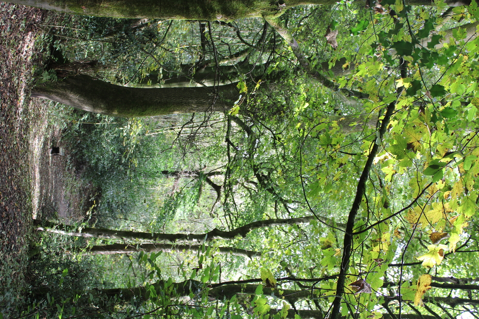 Philips Park Tree Trail | The Wildlife Trust for Lancashire Manchester ...