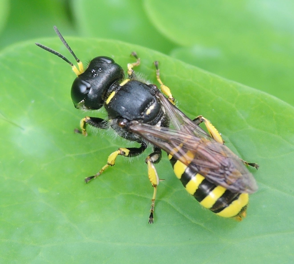All about the solitary wasp Ectemnius | The Wildlife Trust for ...