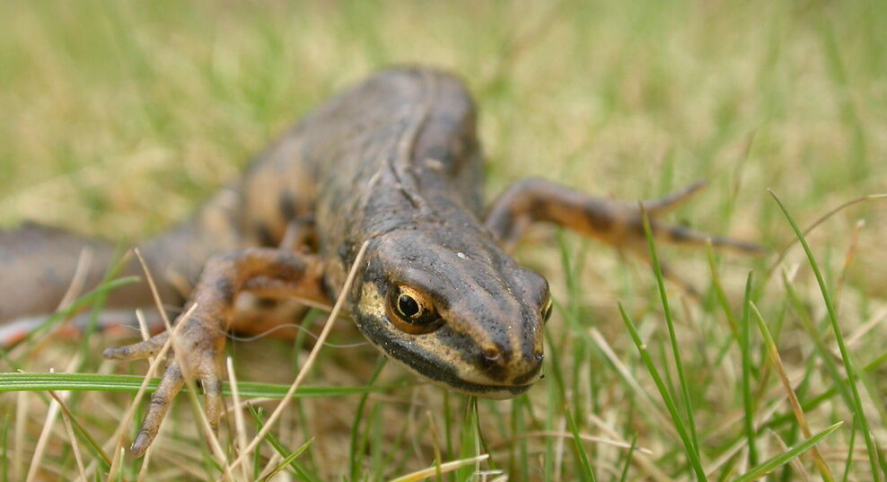 Know your newt! | The Wildlife Trust for Lancashire Manchester and ...