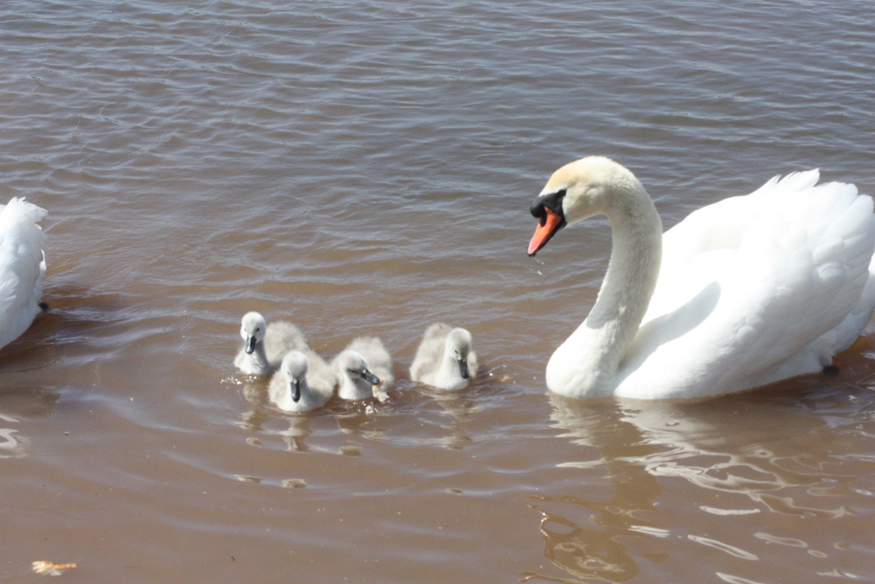 Places where nature can build a home | The Wildlife Trust for ...
