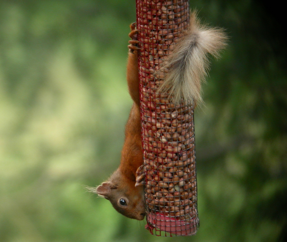 Red Squirrel Recovery Network | The Wildlife Trust for Lancashire ...