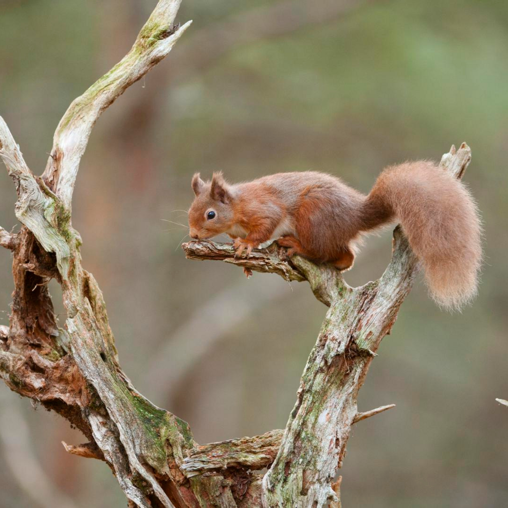 Red Squirrel Recovery Network | The Wildlife Trust for Lancashire ...