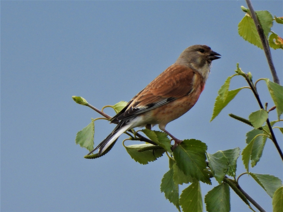 All about the Sticky Bob Bird | The Wildlife Trust for Lancashire ...