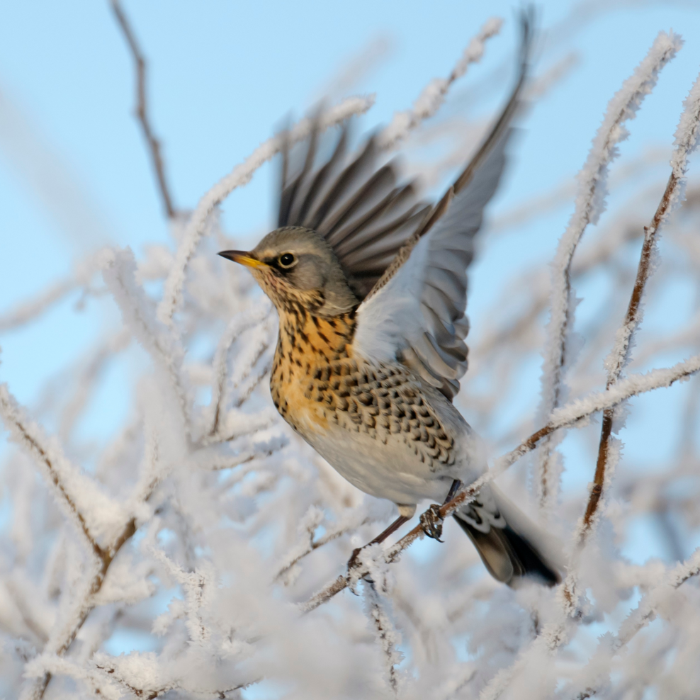 Winter Migration Guide – Migratory birds to spot this winter | The ...