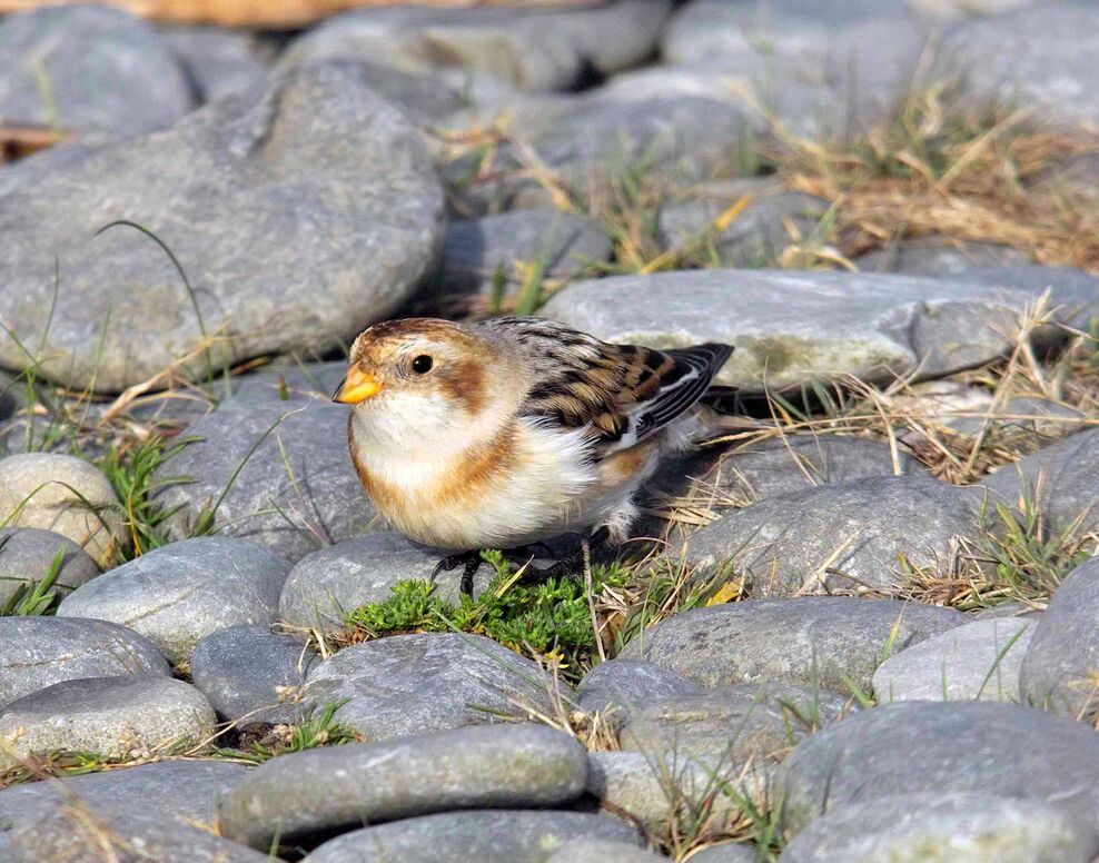 Winter Migration Guide – Migratory birds to spot this winter | The ...
