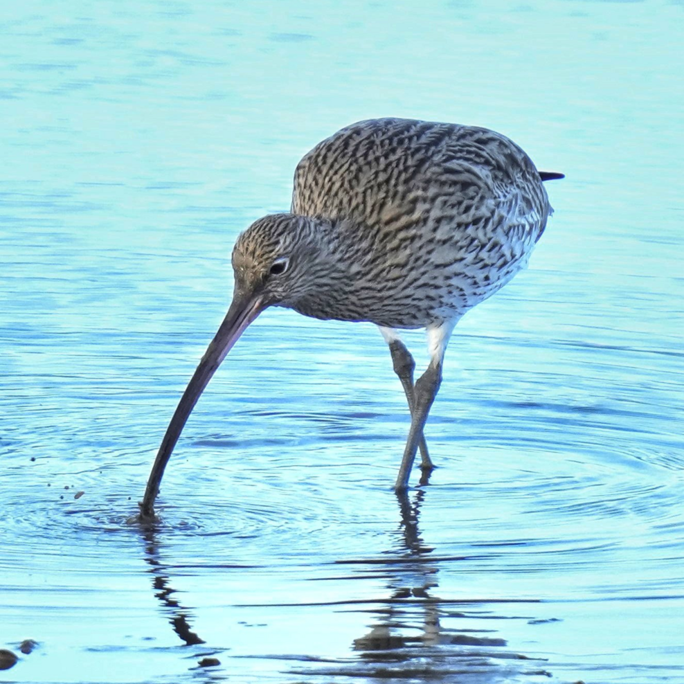 Winter Migration Guide – Migratory birds to spot this winter | The ...