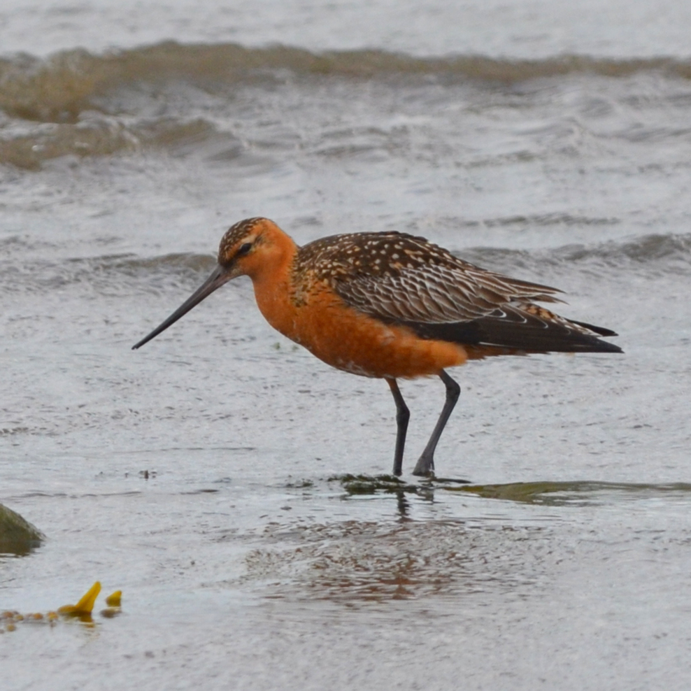 Winter Migration Guide – Migratory birds to spot this winter | The ...