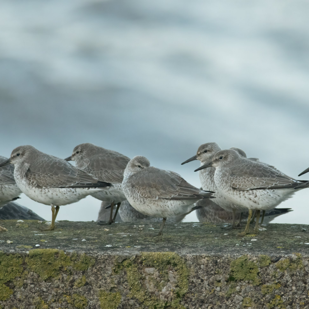 Winter Migration Guide – Migratory birds to spot this winter | The ...