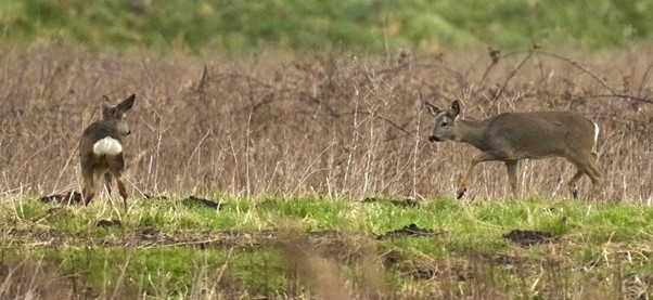 Latest wildlife sightings - February 2024 | The Wildlife Trust for ...
