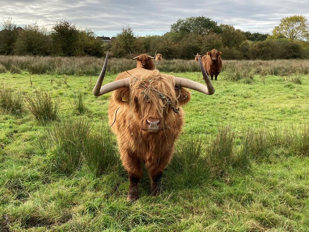 Habitat Bank - Cutacre | The Wildlife Trust for Lancashire Manchester ...