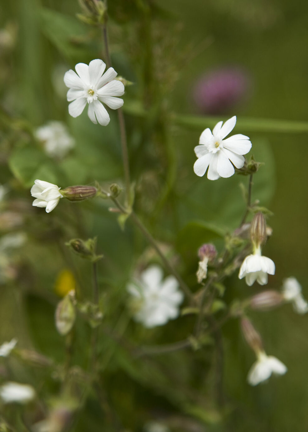 Species spotlight: red campion, a pollinator-friendly garden favourite ...