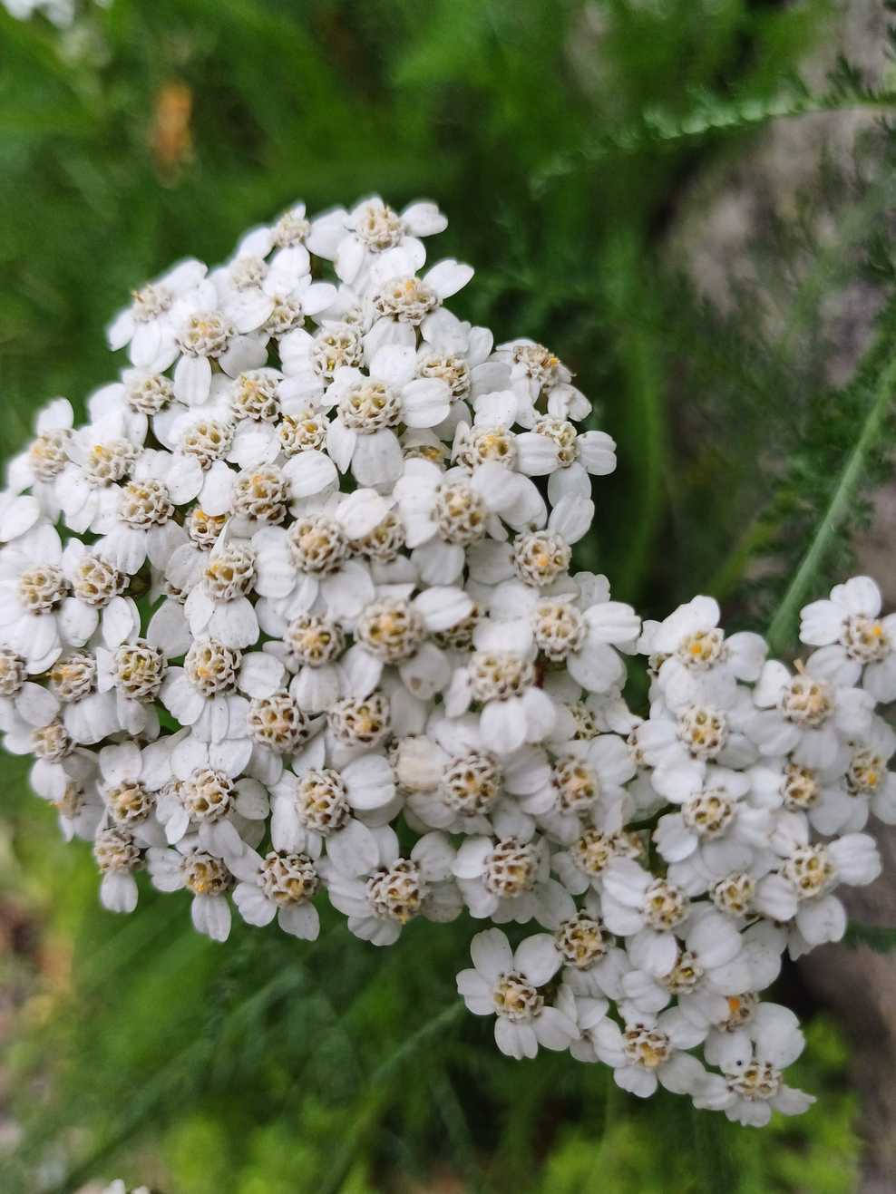 Species spotlight: Yarrow, a wildflower with many talents | The ...