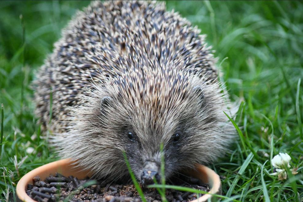 Hedgehog survey results 2025 | The Wildlife Trust for Lancashire ...