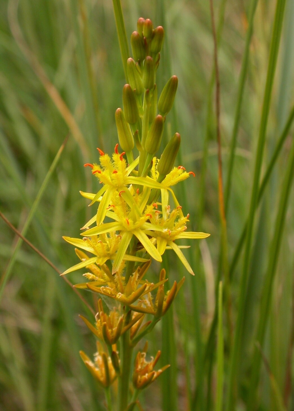 Peatland restoration | The Wildlife Trust for Lancashire Manchester and ...