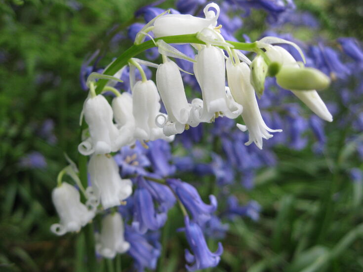 Bluebells | The Wildlife Trust for Lancashire, Manchester and North ...