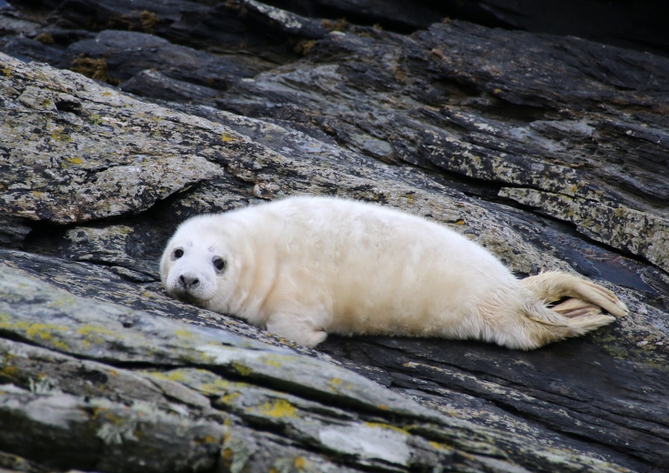 Seal Pups | The Wildlife Trust for Lancashire, Manchester and North ...