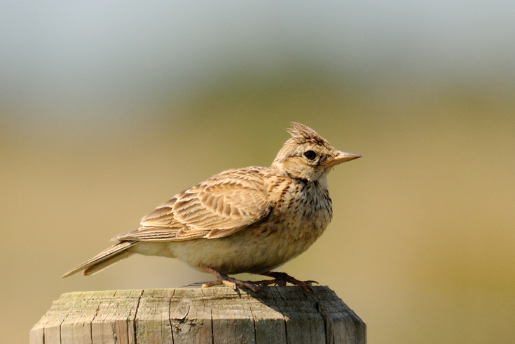 Look out for ground-nesting birds | The Wildlife Trust for Lancashire ...
