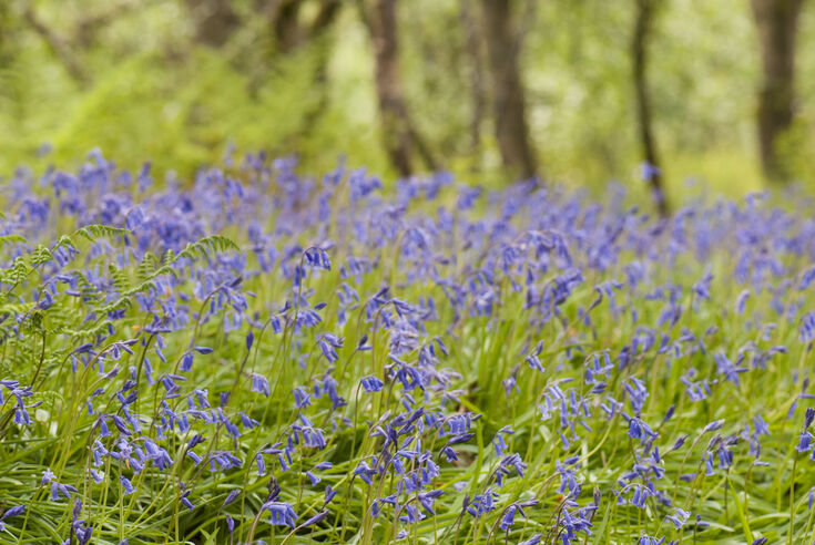 Bluebells | The Wildlife Trust for Lancashire, Manchester and North ...